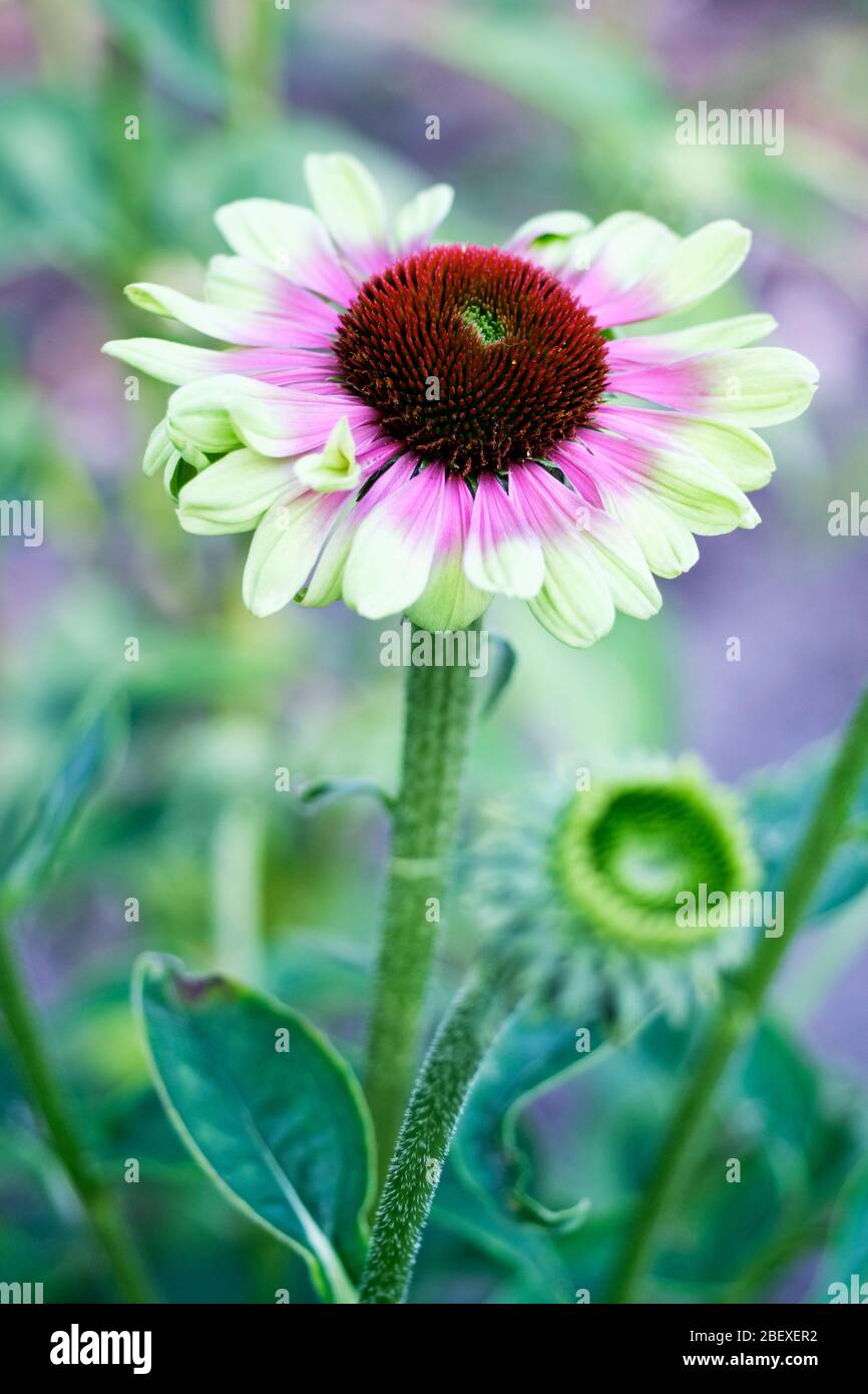 Close-up of Echinacea purpurea Green Twister bloom. purple coneflower ...