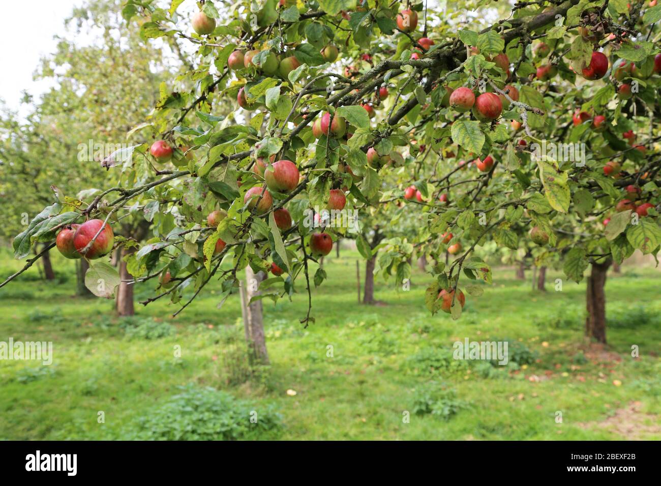 Fruit tree plantation hi-res stock photography and images - Alamy