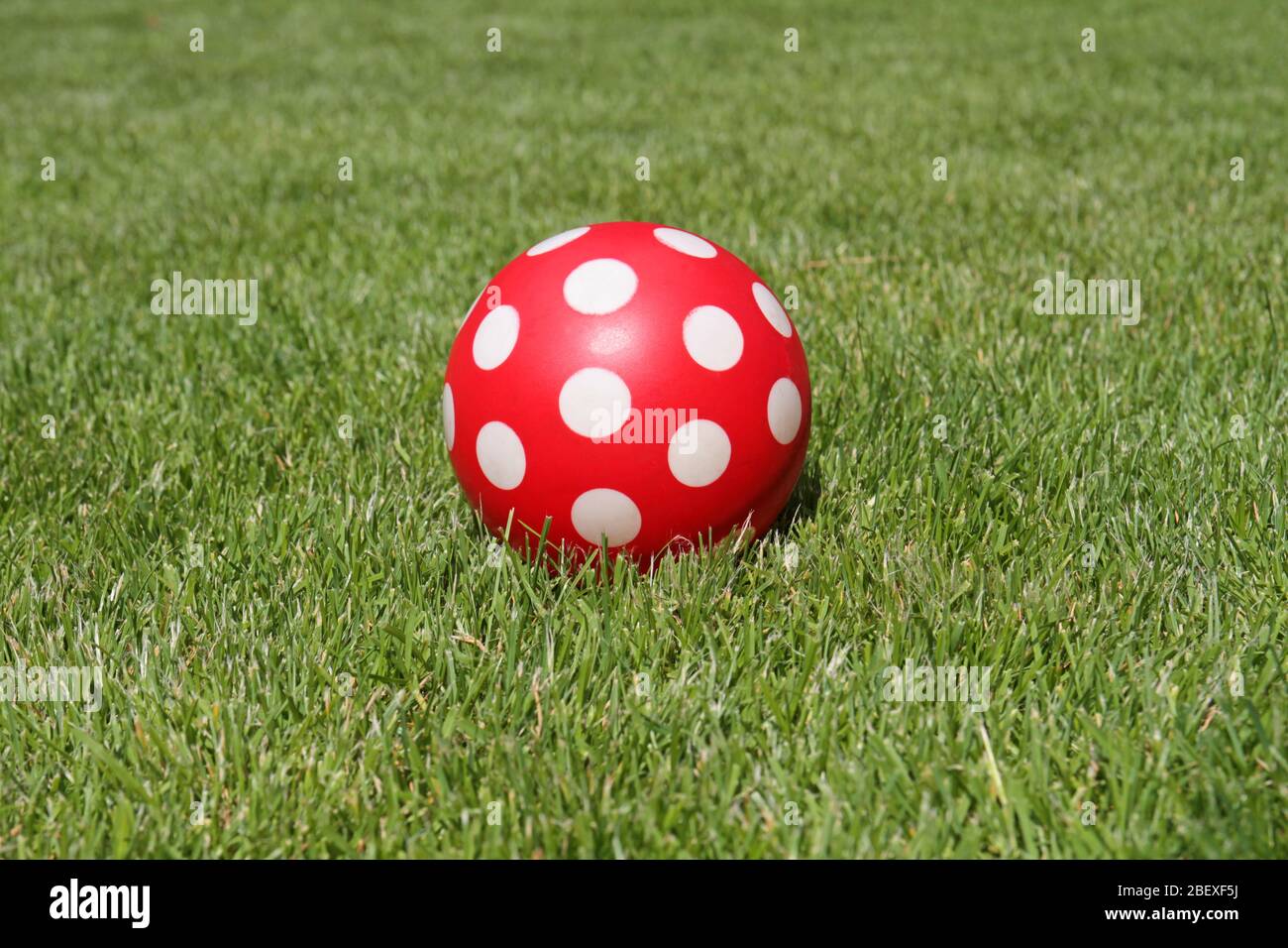 dotted red plastic ball in the garden Stock Photo - Alamy