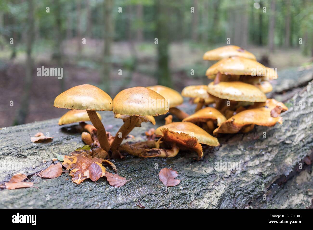 Mushrooms on trunk dead hi-res stock photography and images - Alamy