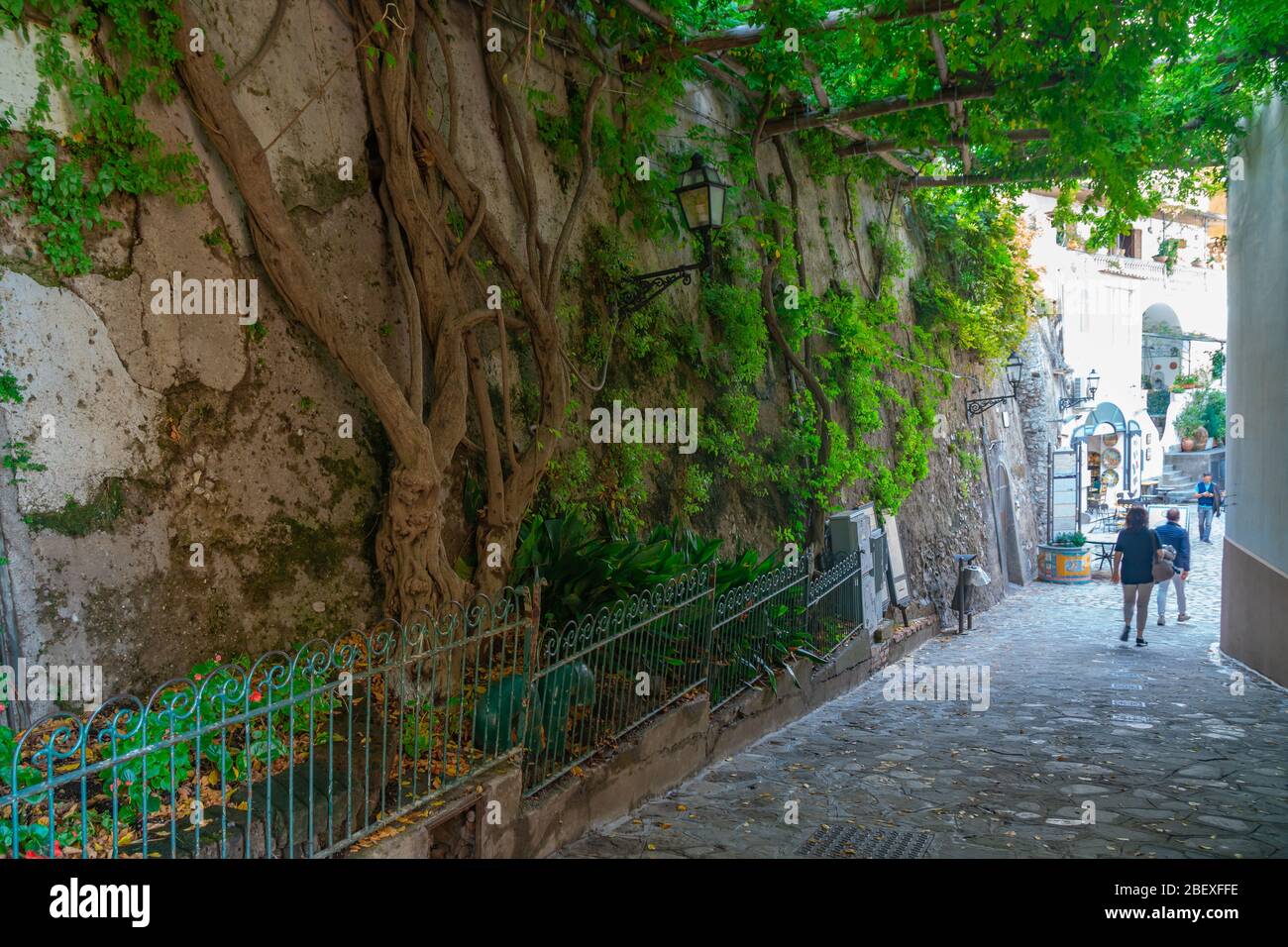 Clambering evergreen hi-res stock photography and images - Alamy