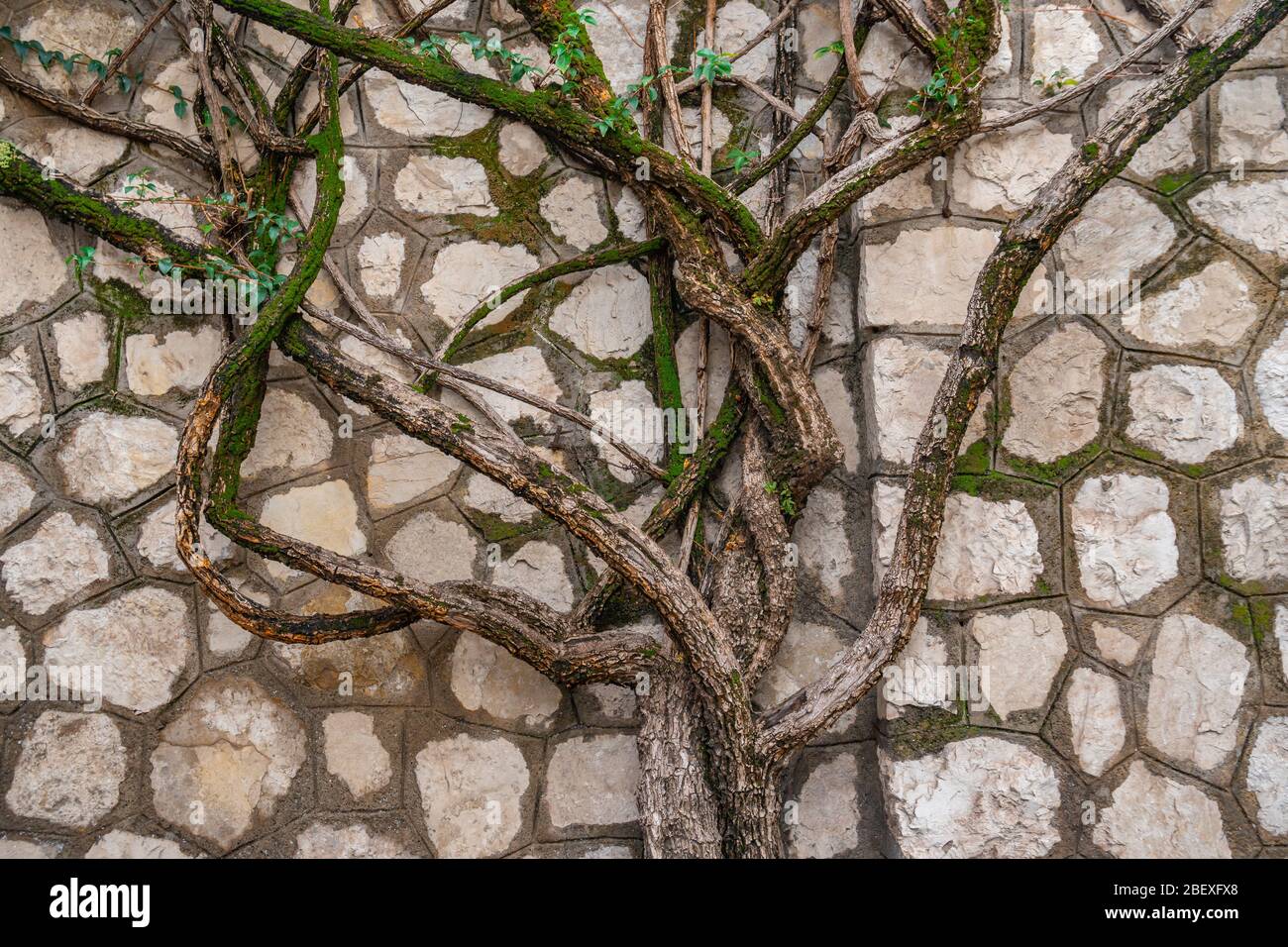 Roots climbing rock wall hi-res stock photography and images - Alamy