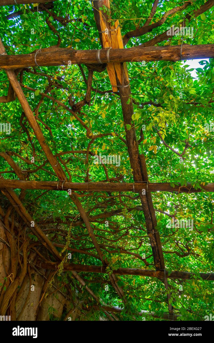 Clambering evergreen hi-res stock photography and images - Alamy