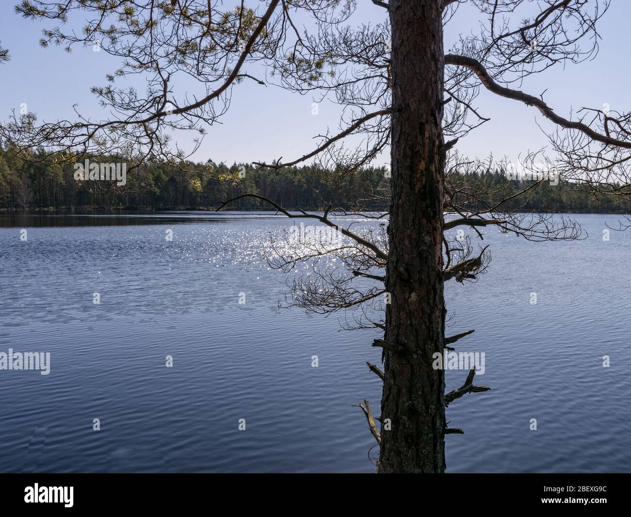 landscape with a swamp pine silhouette, spring morning at the swamp ...