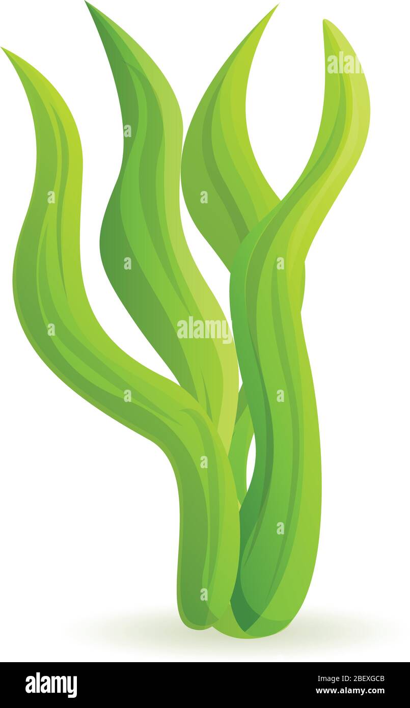 Sea leaf superfood icon. Cartoon of sea leaf superfood vector icon for ...