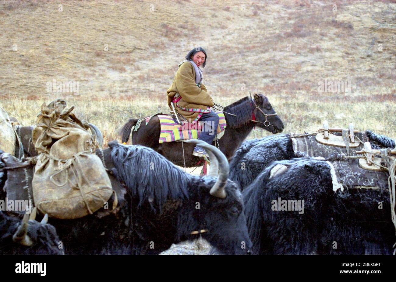 Yak riding hi-res stock photography and images - Alamy