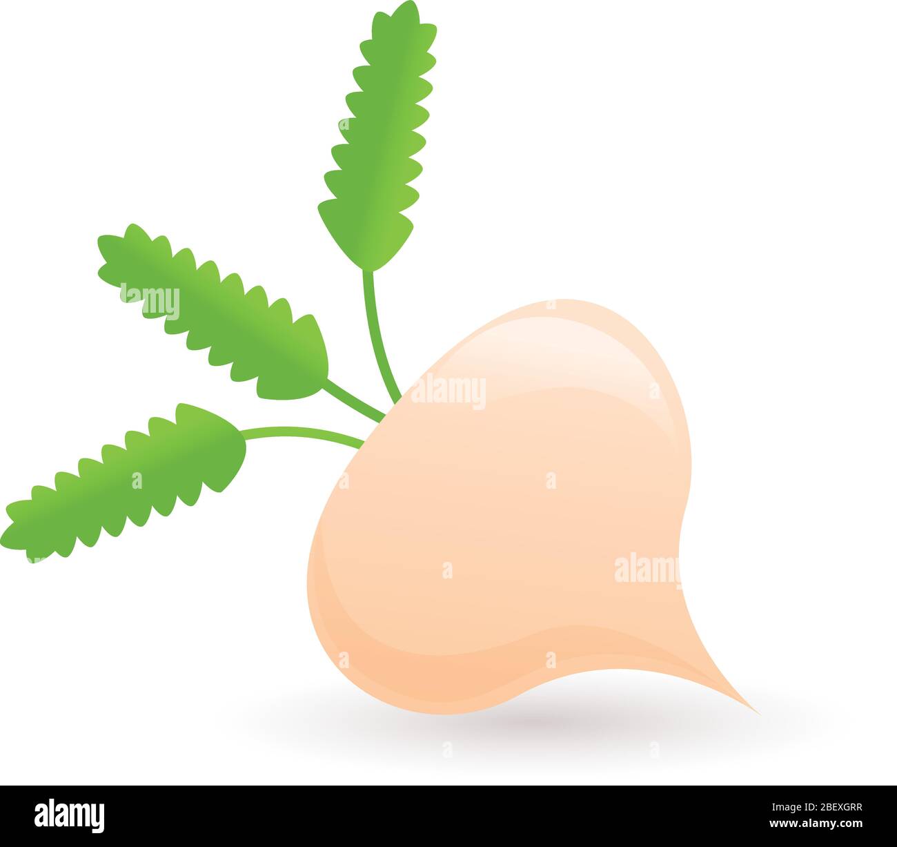 White radish icon. Cartoon of white radish vector icon for web design ...