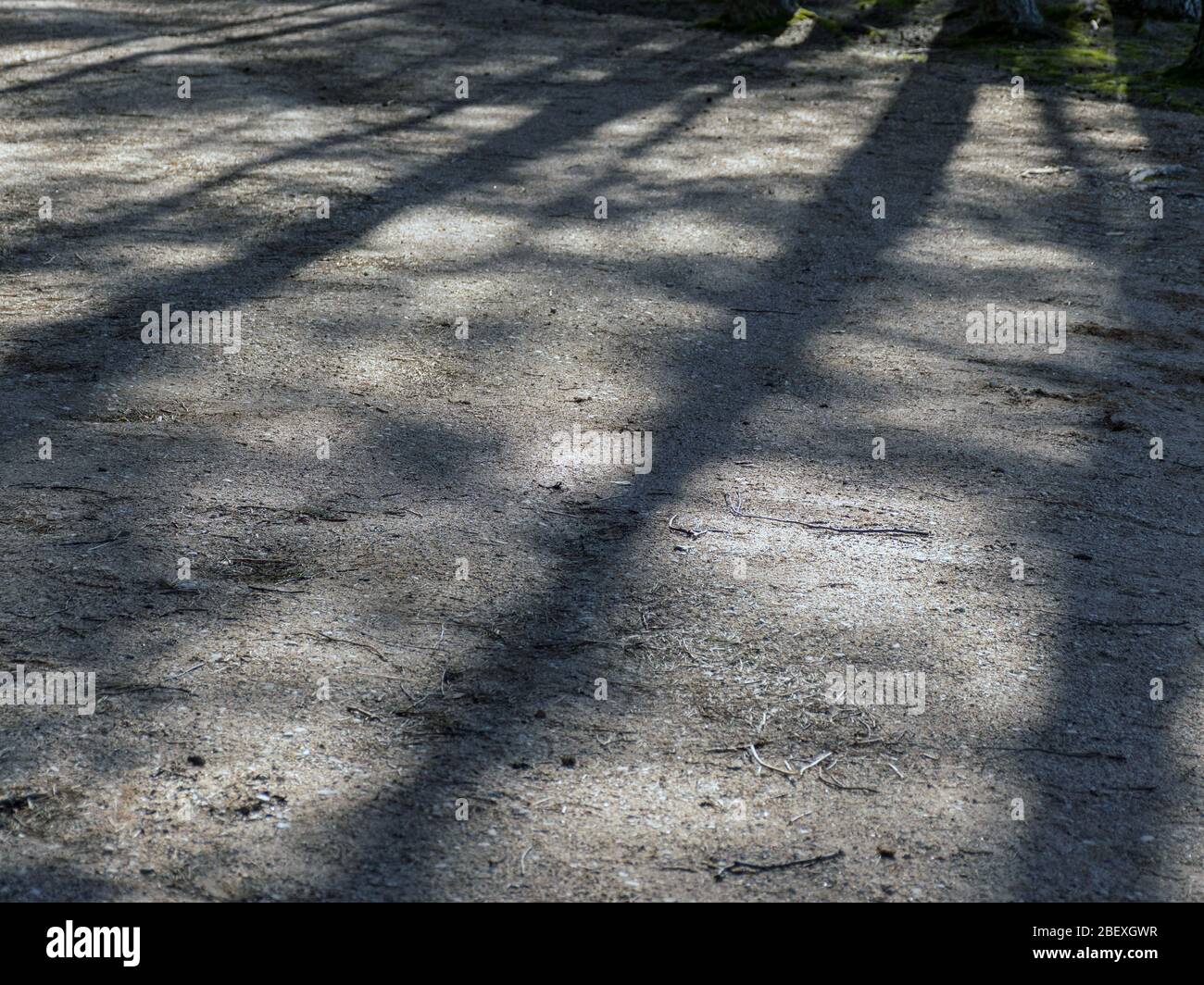 beautiful abstract picture with tree shadows on the ground, rough ...