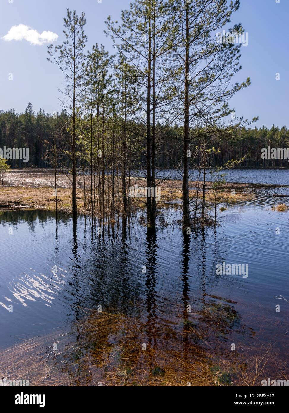 bog lake landscape, bog grass texture in the foreground, sunny spring ...