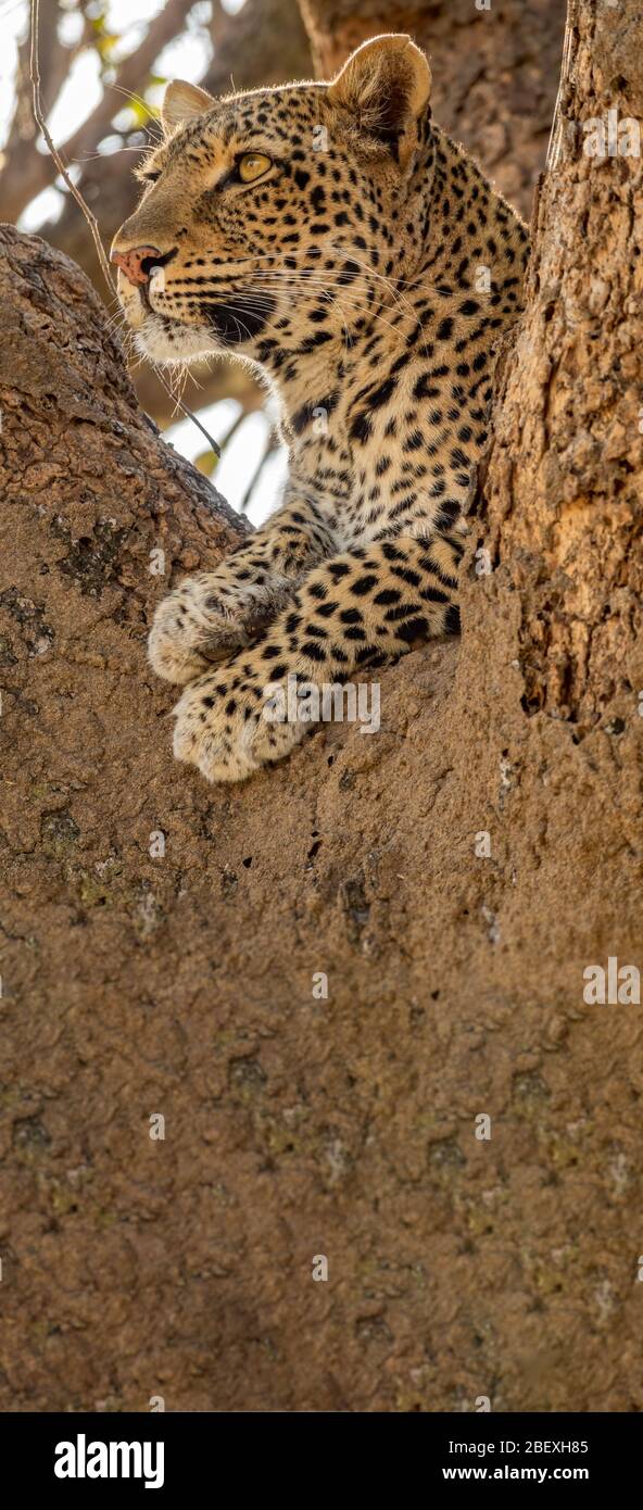 Tree top guard hi-res stock photography and images - Alamy