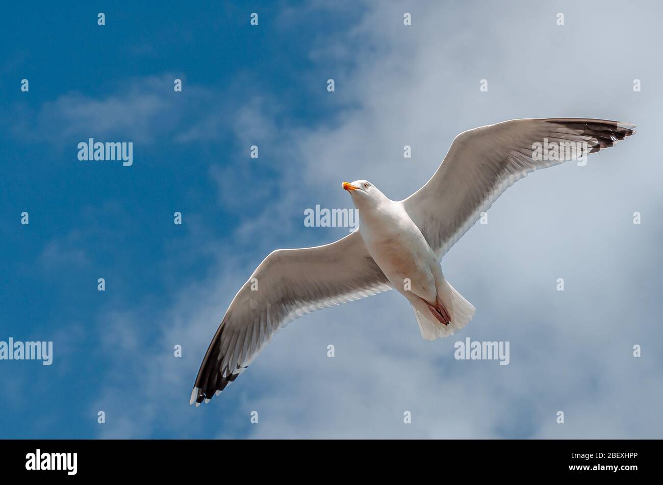 Flying seagull, with its wings spread, hovering in the strong headwind ...