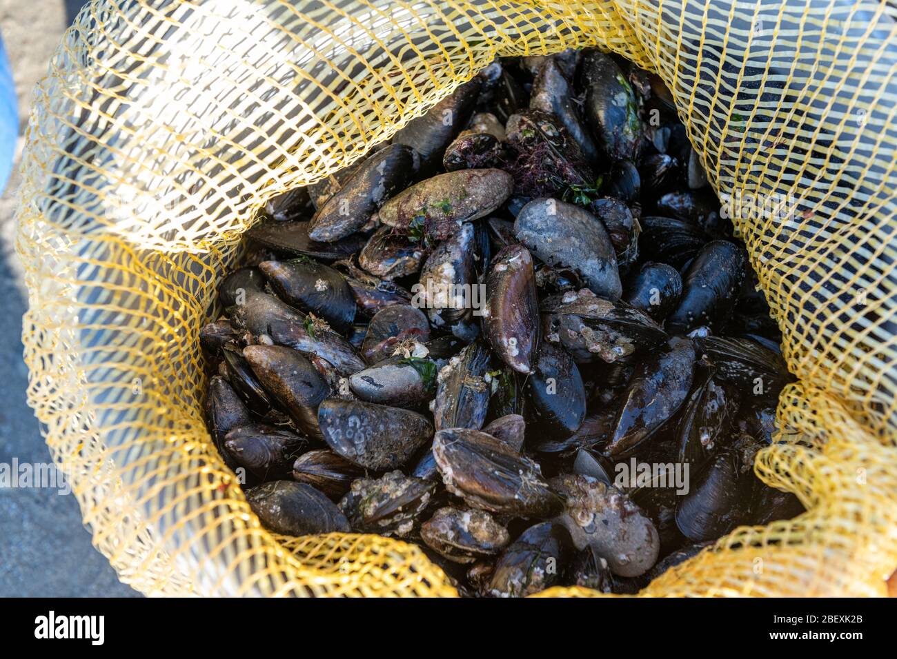 Harvest of mussels in a net Stock Photo - Alamy