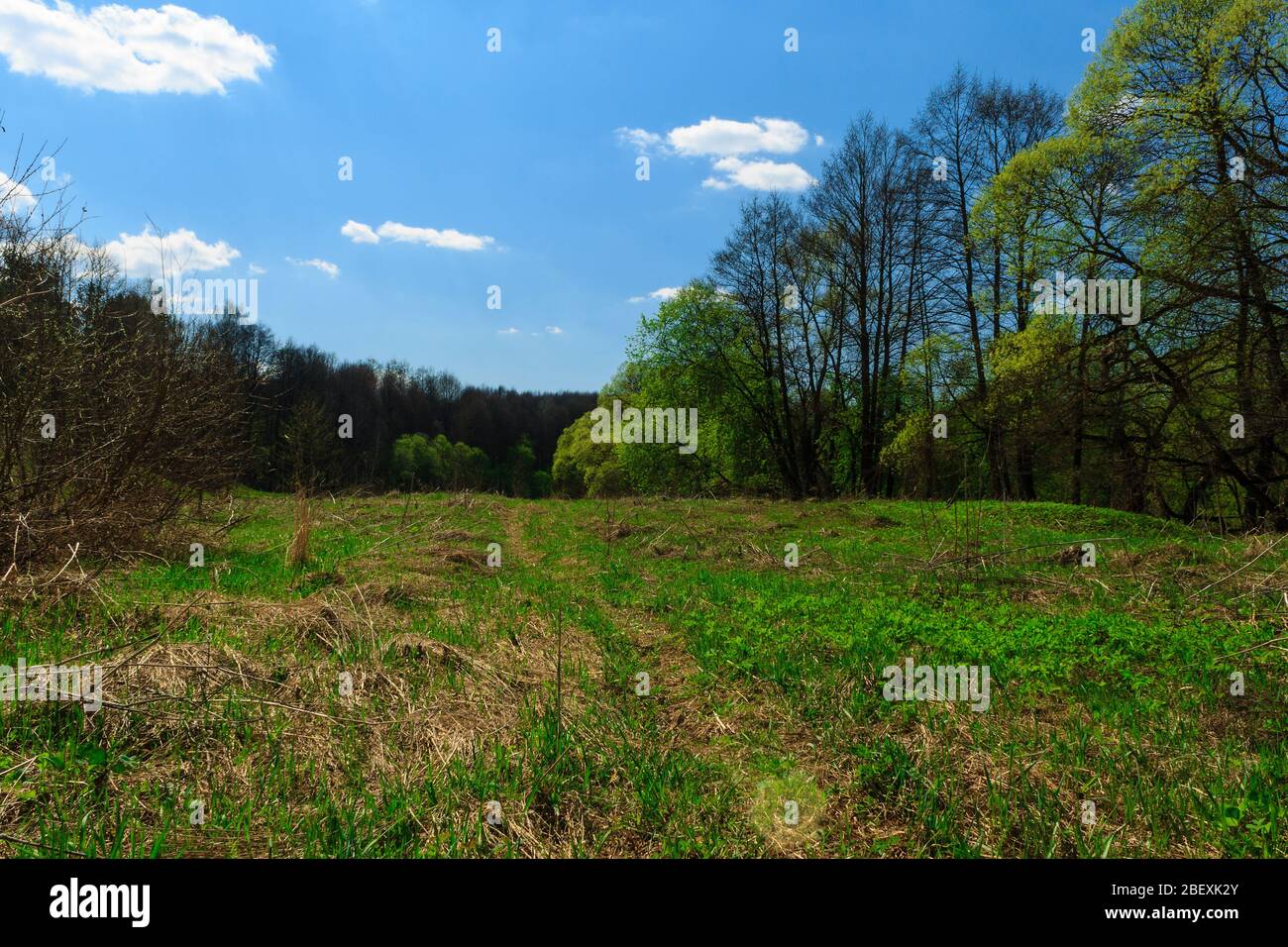 Landscape with willow trees at spring season Stock Photo - Alamy