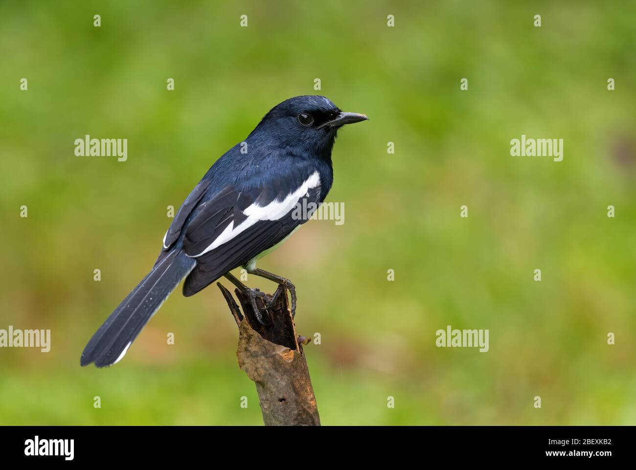 Asian oriental magpie robin hi-res stock photography and images - Alamy