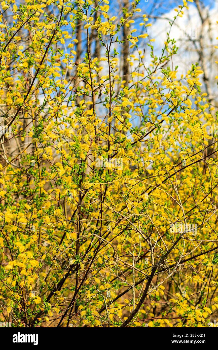 yellow willow branch at spring season at Russia Stock Photo - Alamy