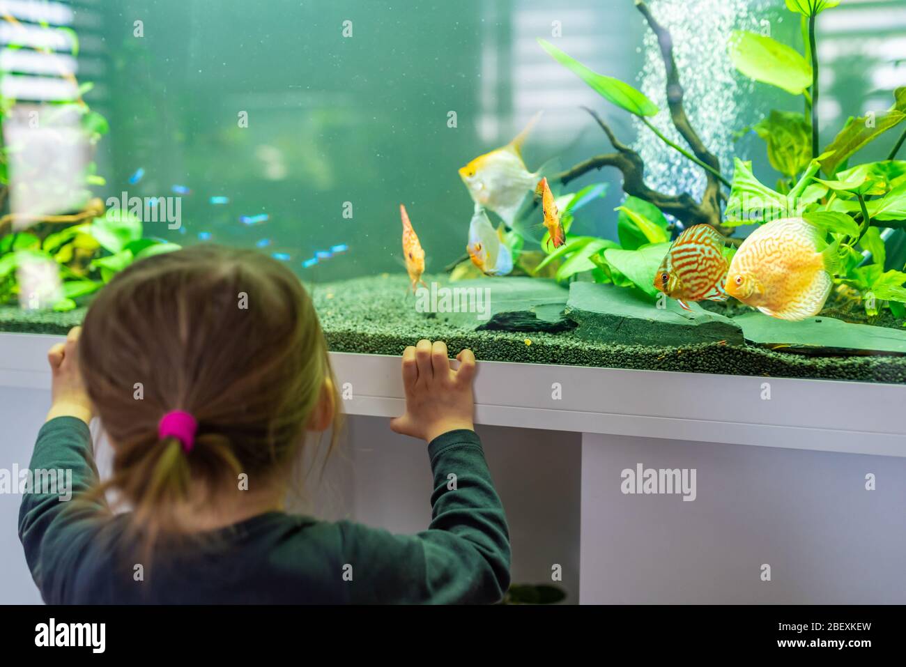 Child looking at small fish tank hi-res stock photography and images ...