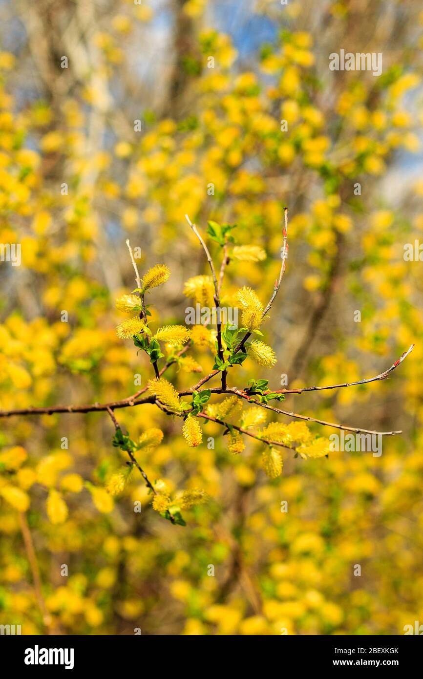 yellow willow branch at spring season at Russia Stock Photo - Alamy