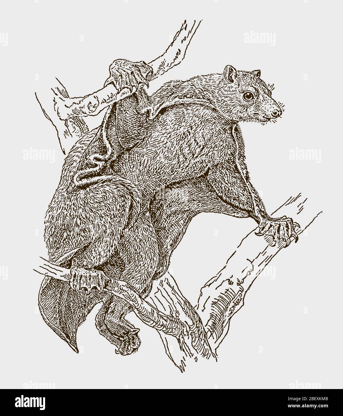 Sunda colugo Stock Vector Images - Alamy