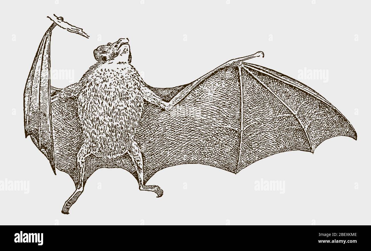 Common vampire bat, desmodus rotundus hanging at a branch and spreading ...