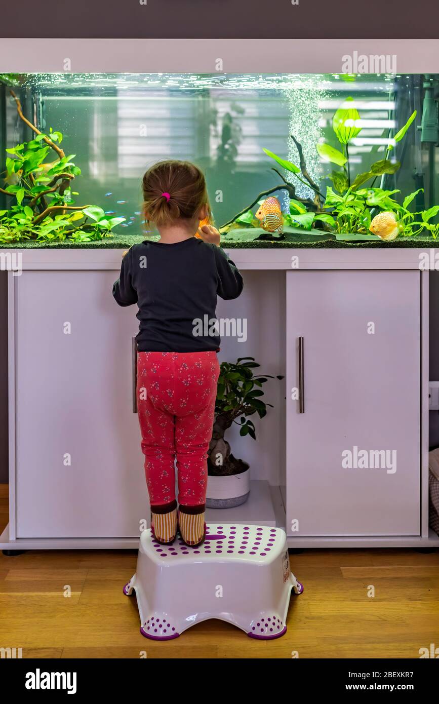 2 year old child indoors watching fish swiming in big fish tank ...