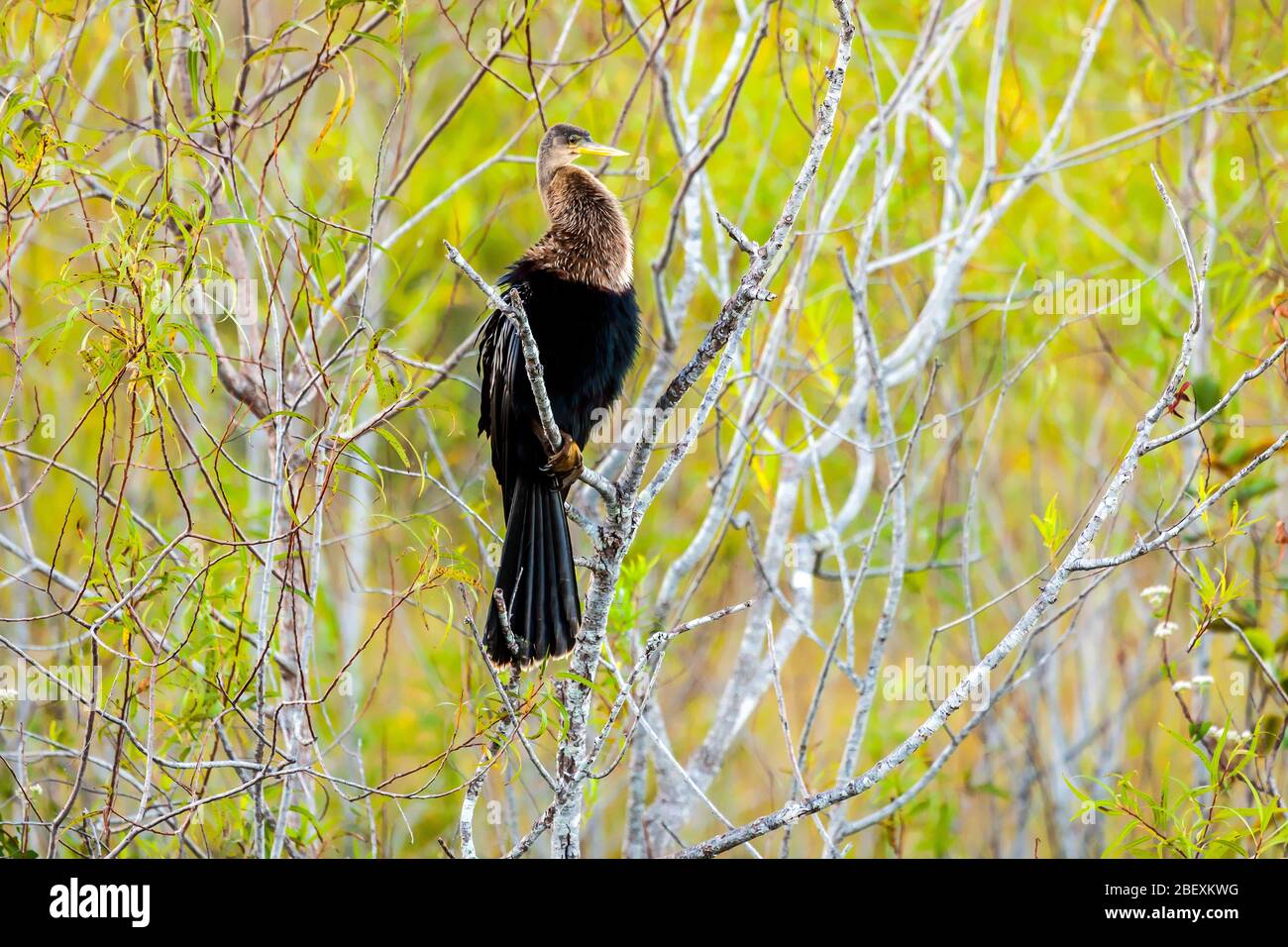 Anhinga (Anhinga anhinga) in Everglades swamp, Florida, USA Stock Photo ...