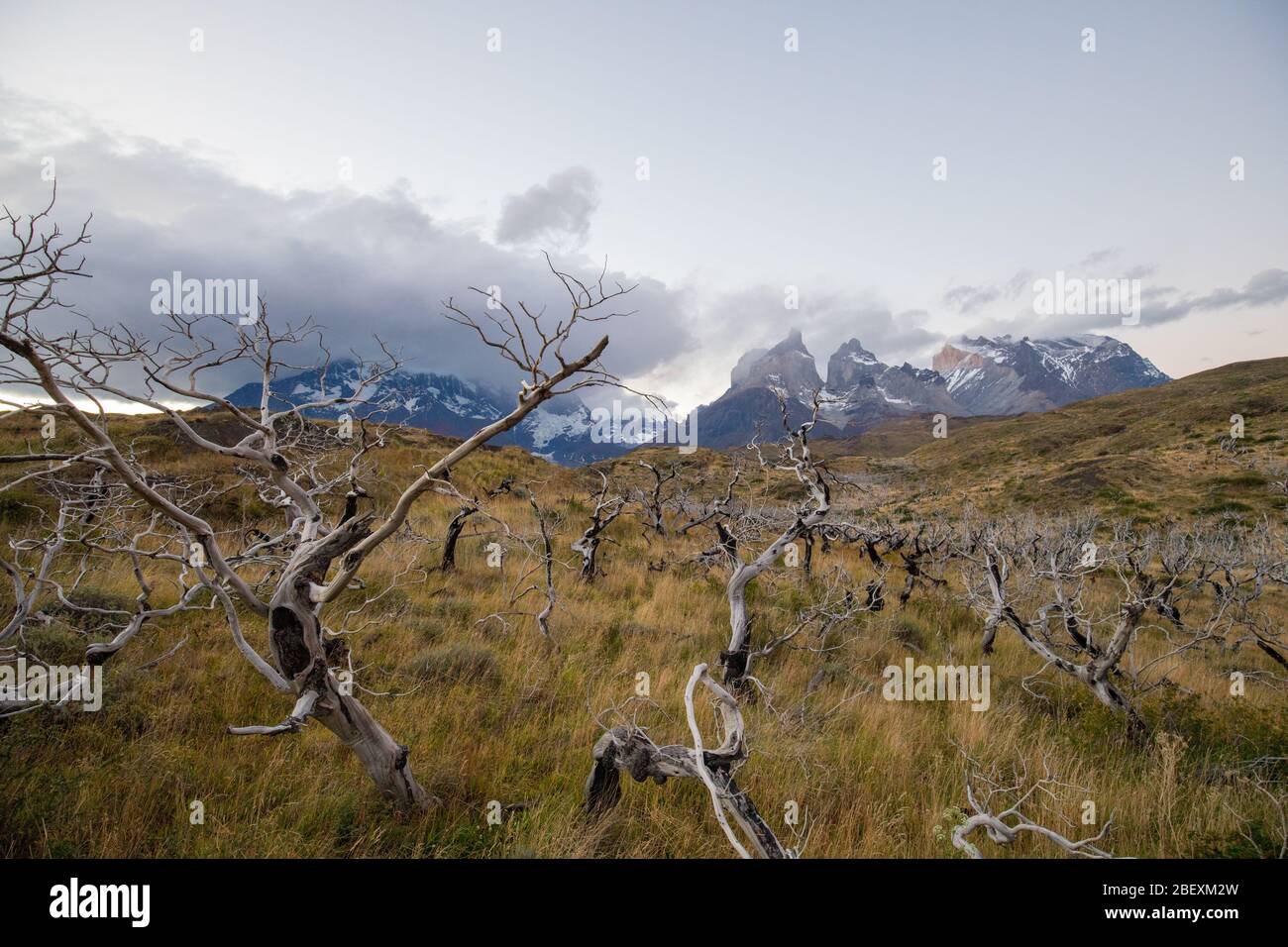 Dry and burned trees in the landscape of the Torres del Paine mountains ...