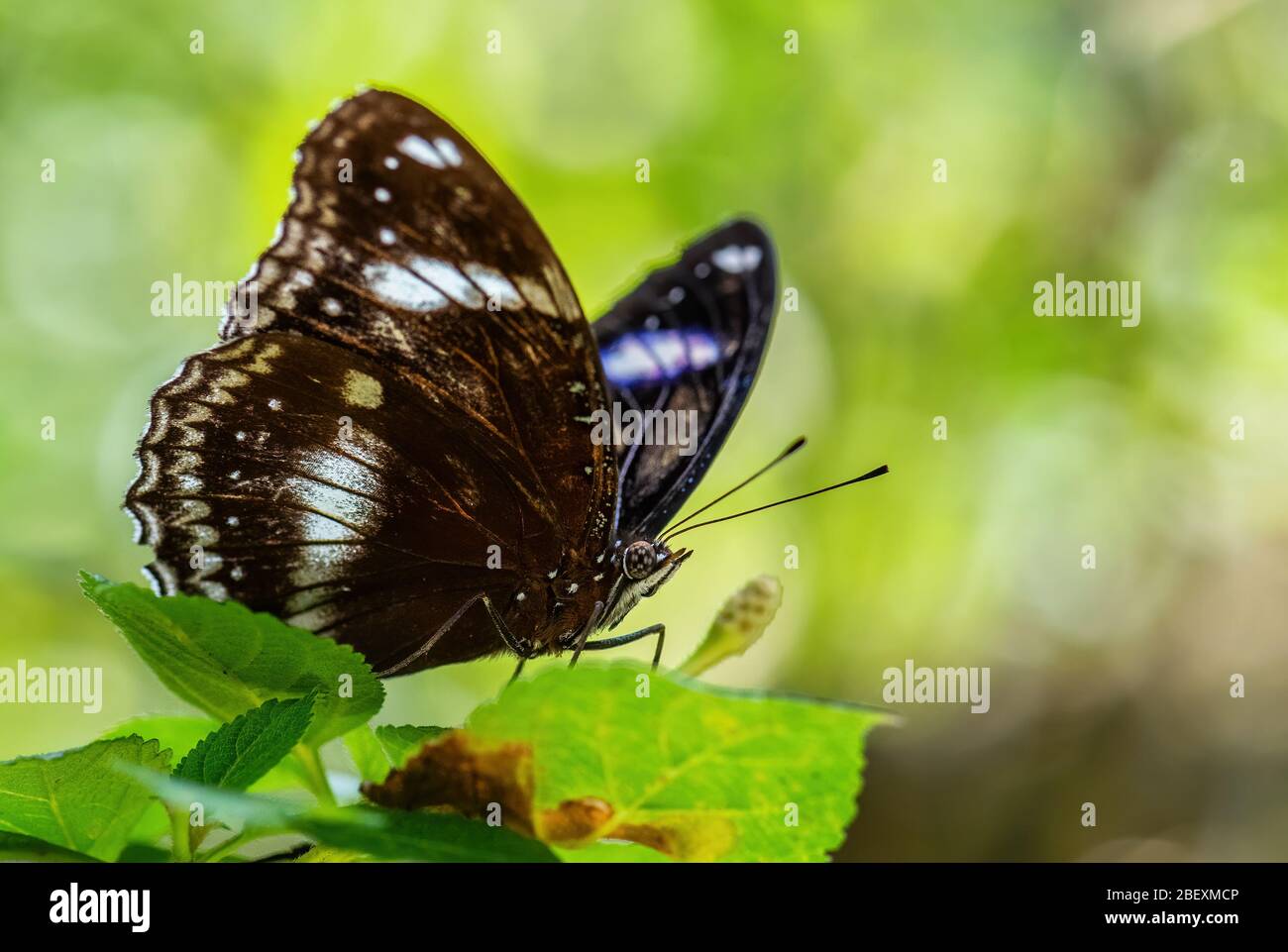 Common Eggfly - Hypolimnas bolina, beautiful colored butterfly from ...