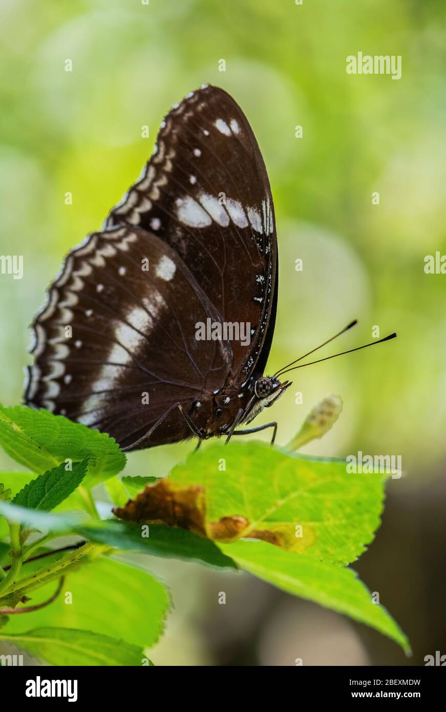 Common Eggfly - Hypolimnas bolina, beautiful colored butterfly from ...