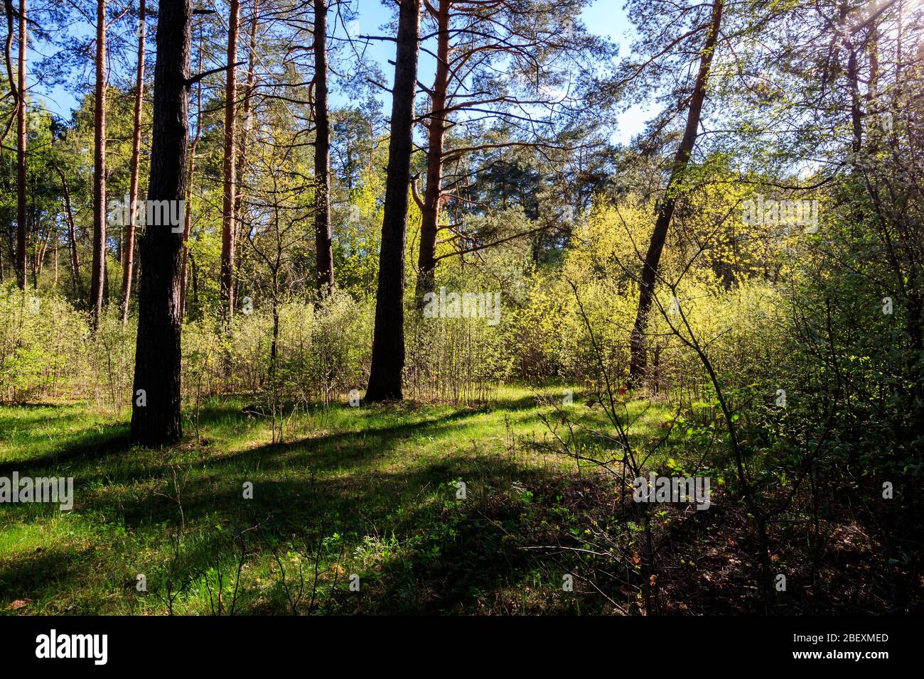 Scene of beautiful sunshine at spring-summer pine forest with trees ...