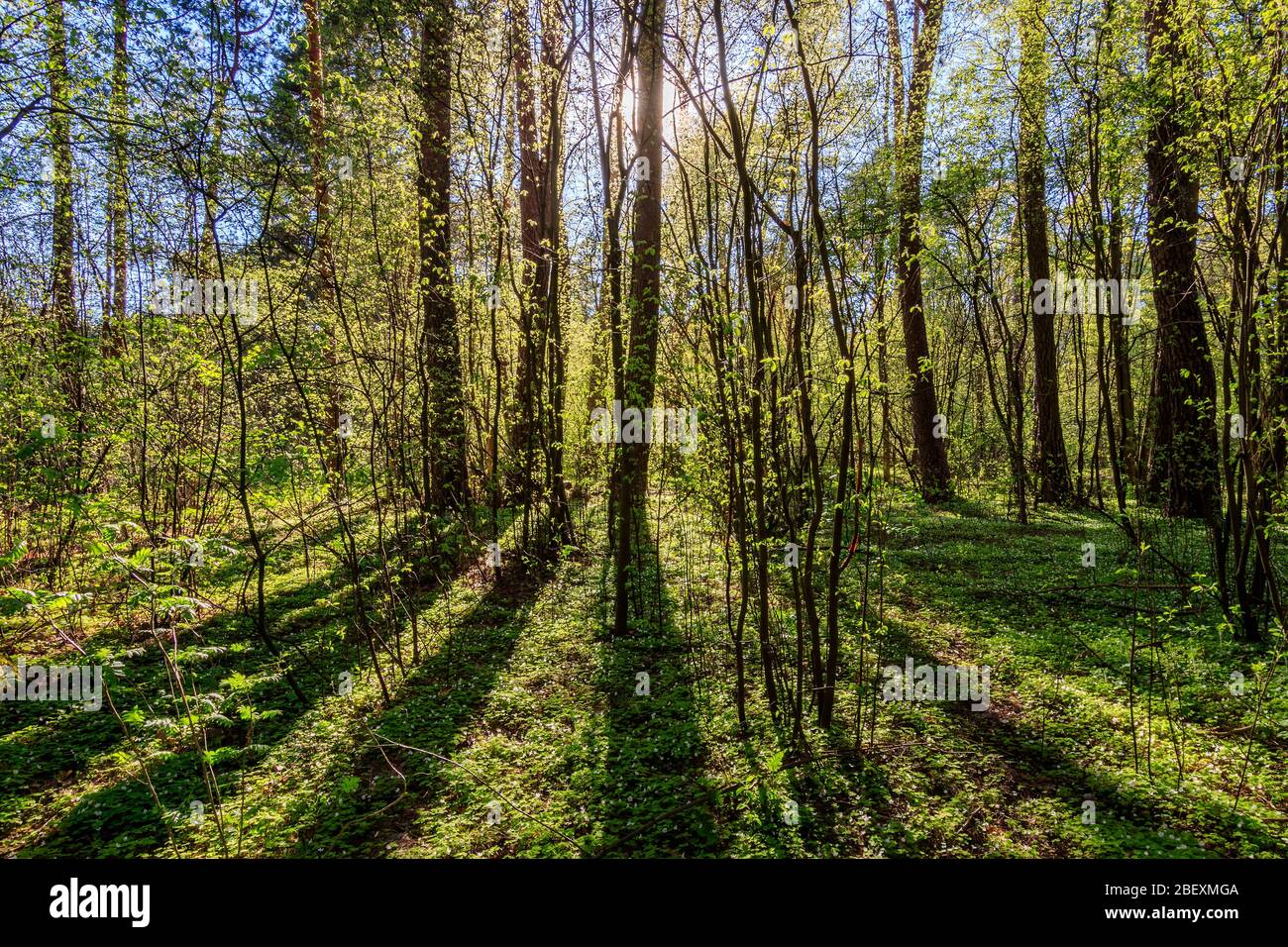 Scene of beautiful sunshine at spring pine forest with trees,grass ...