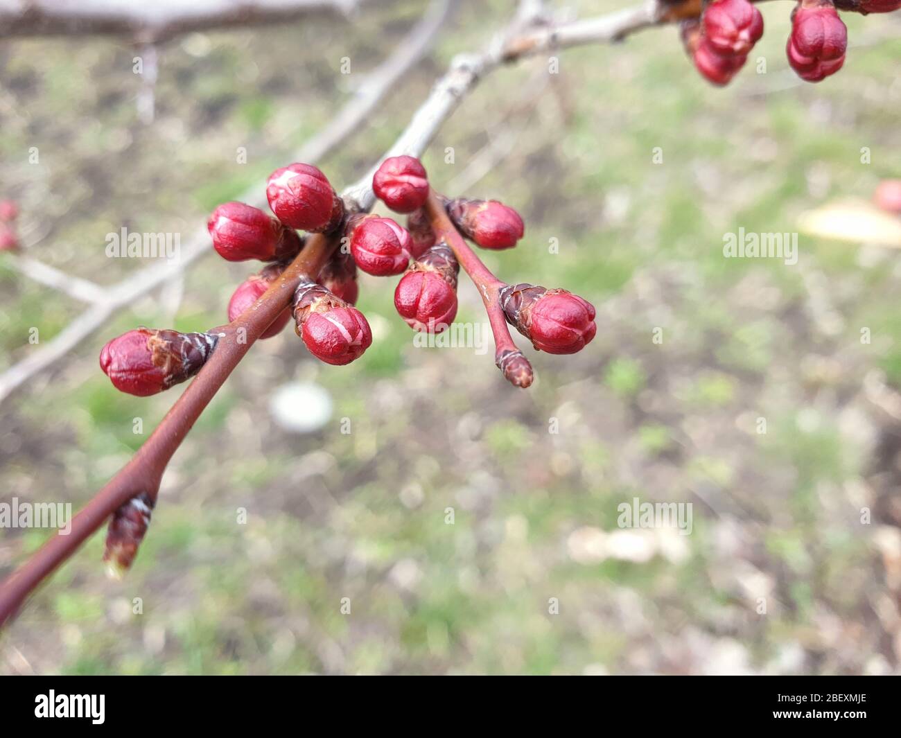 apricot buds in the spring, the fruit tree is preparing to bloom Stock ...