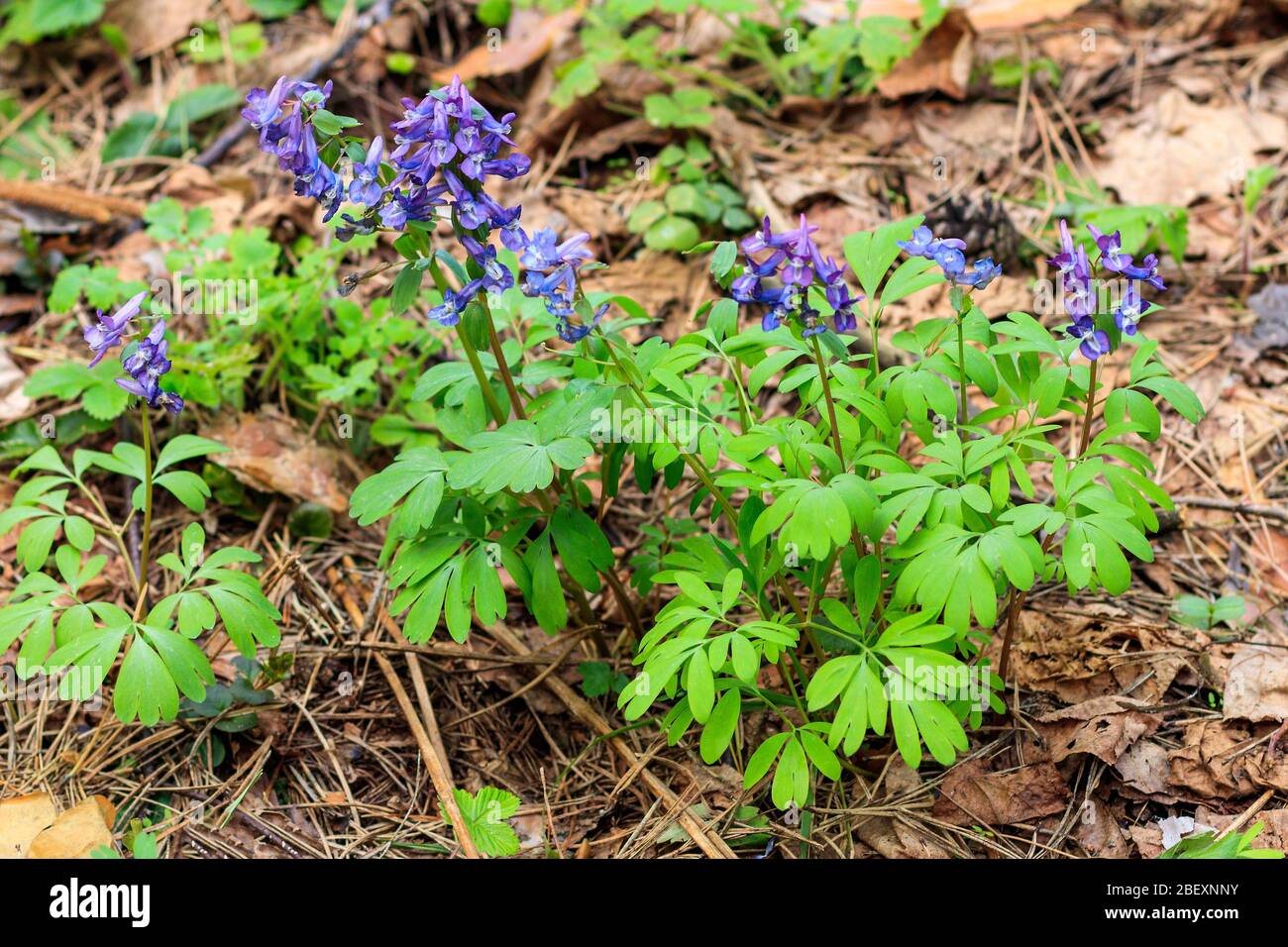 First spring wild flowers at pine forest Stock Photo - Alamy