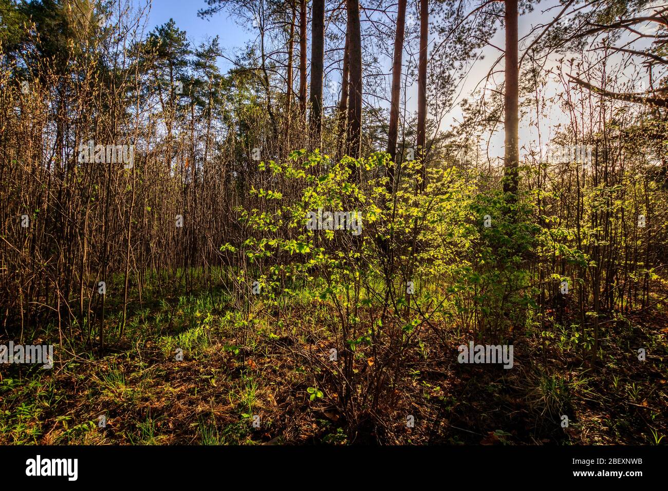 Scene of beautiful sunset at spring pine forest with trees,grass and ...
