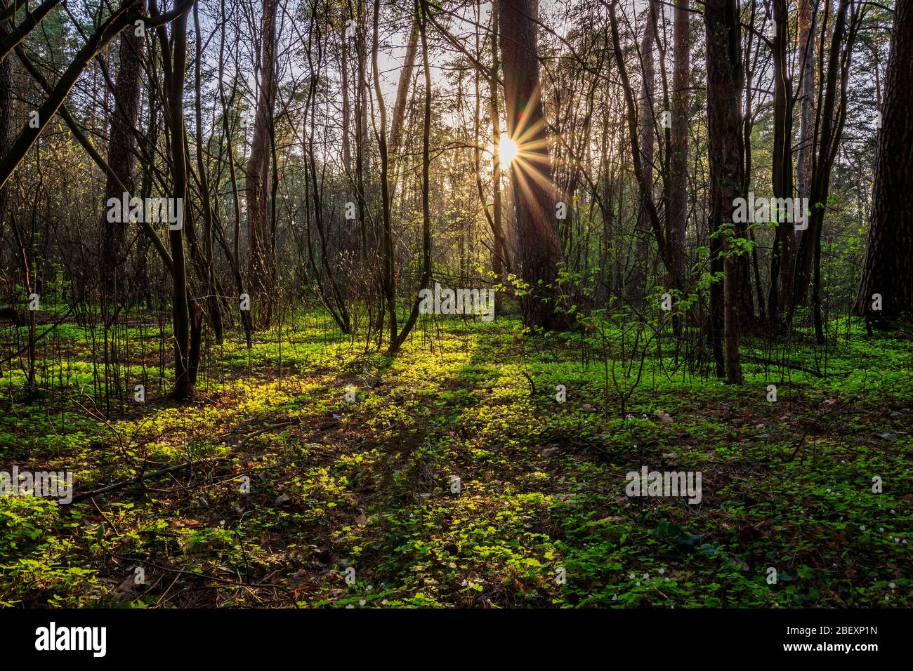 Scene of beautiful sunset at spring pine forest with trees,grass, young ...