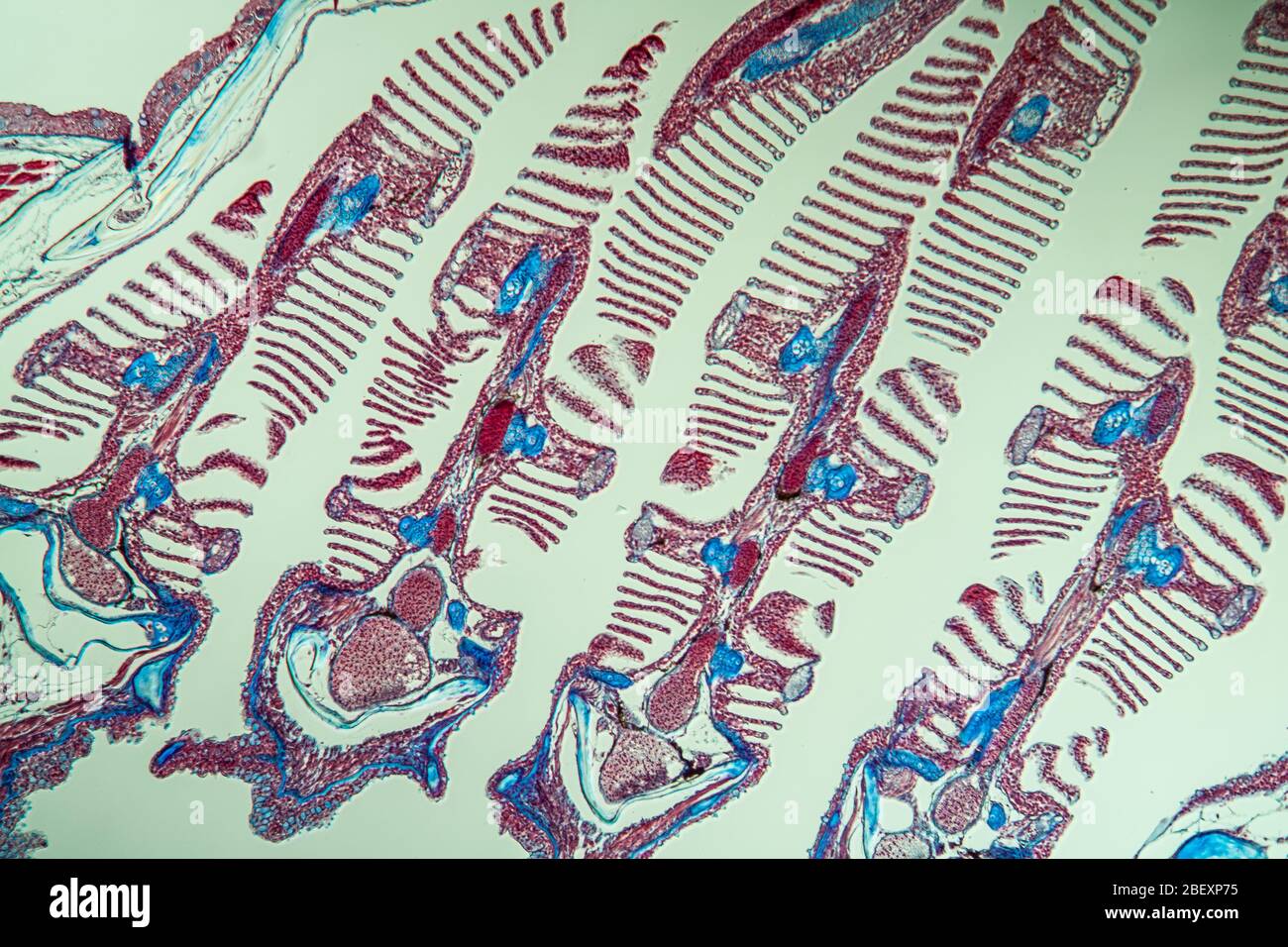 Fish's gills greatly enlarged, 100x Stock Photo - Alamy