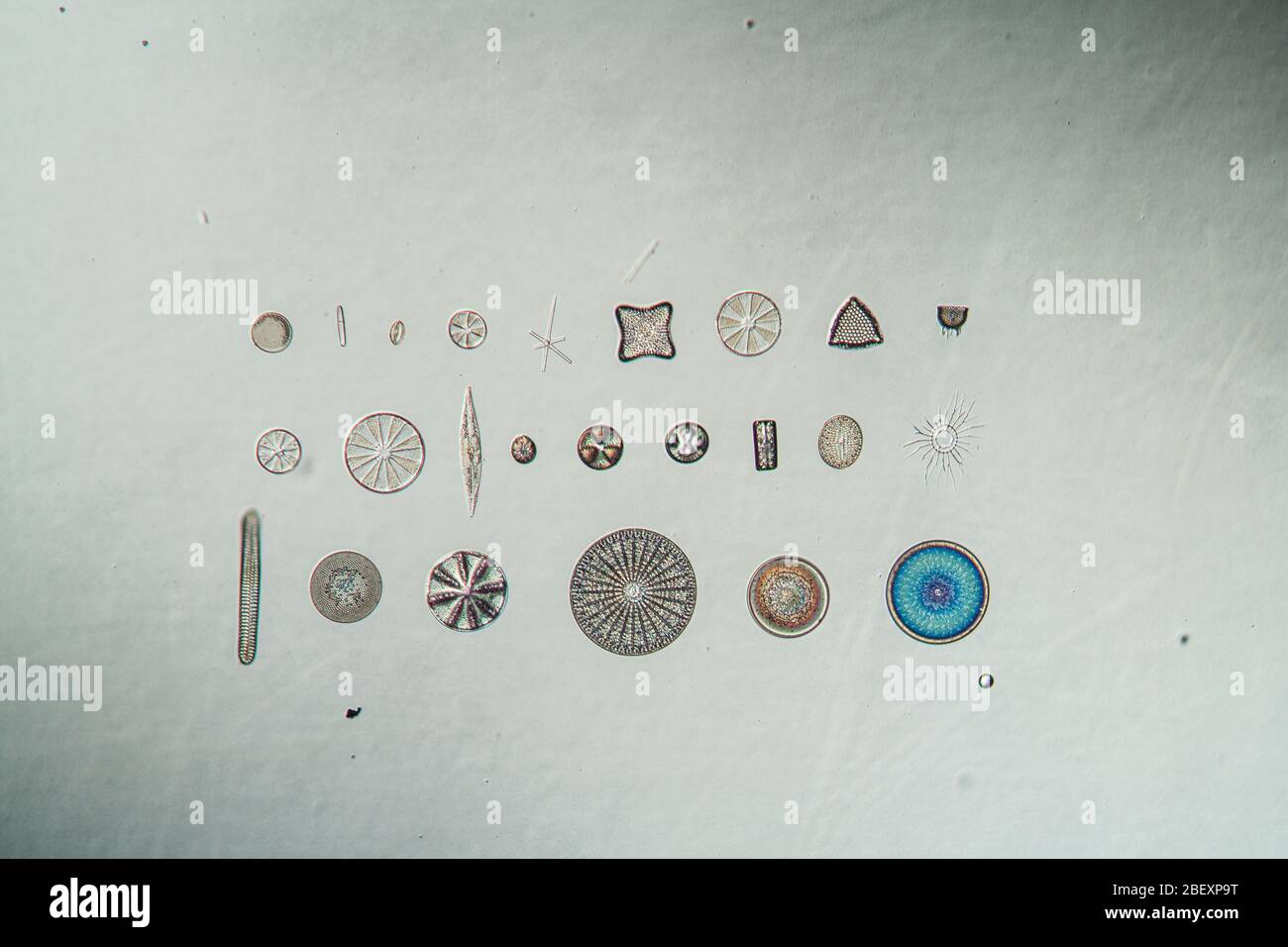 Diatoms hi-res stock photography and images - Alamy