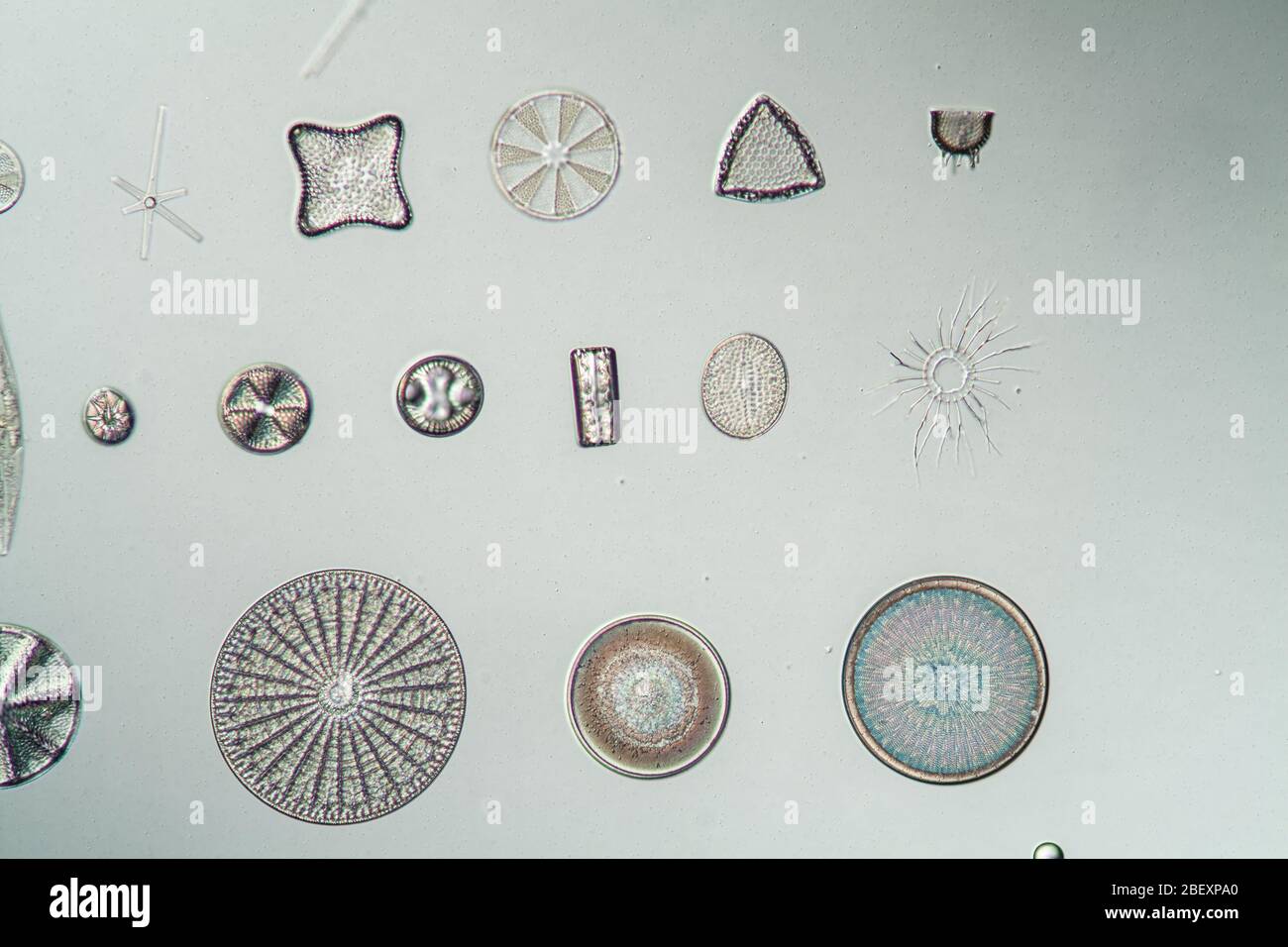 Types Of Diatoms