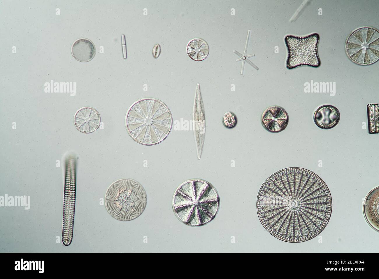 different types of diatoms, 100x Stock Photo - Alamy