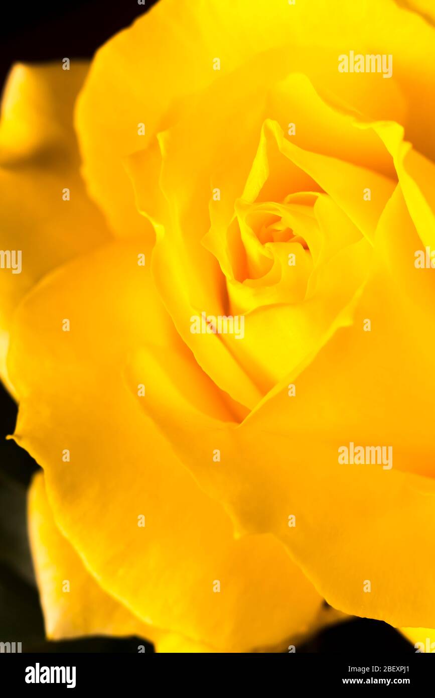 Detail of rose center hi-res stock photography and images - Alamy