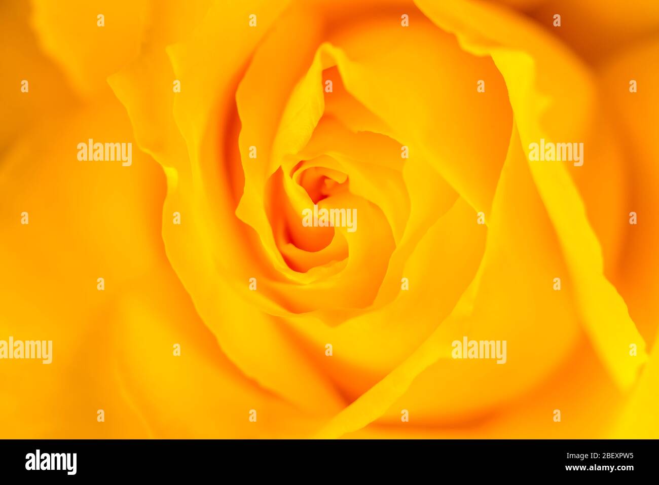 Detail of rose center hi-res stock photography and images - Alamy