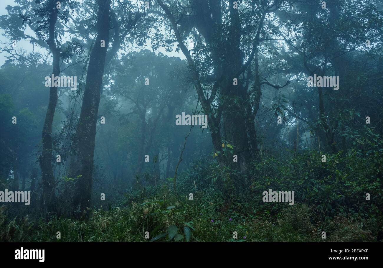 Beautiful untouched tropical humid rainforest full of wildlife seen ...