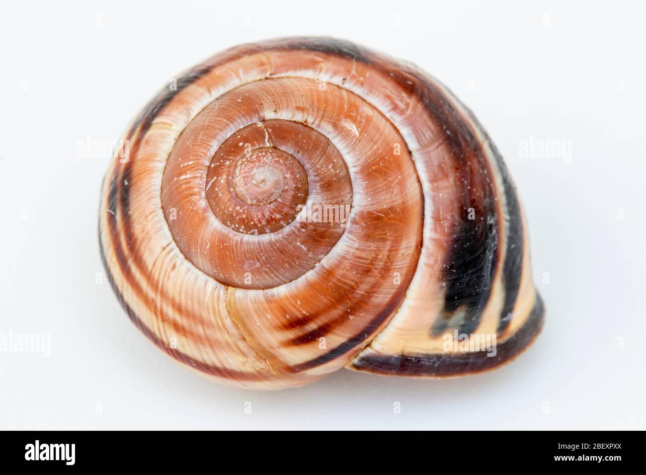 Closeup snail hi-res stock photography and images - Alamy