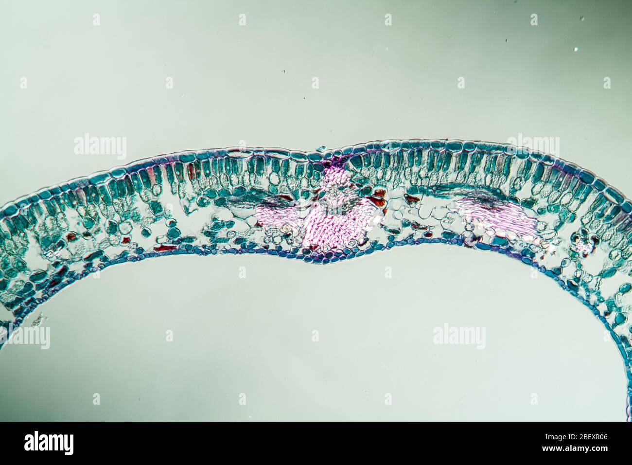 Blueberry leaf cross section under the microscope, 100x Stock Photo - Alamy