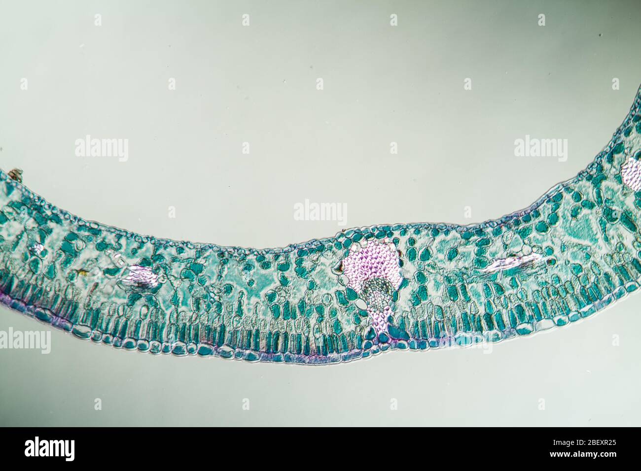 Microscope cross section cross sections hi-res stock photography and ...