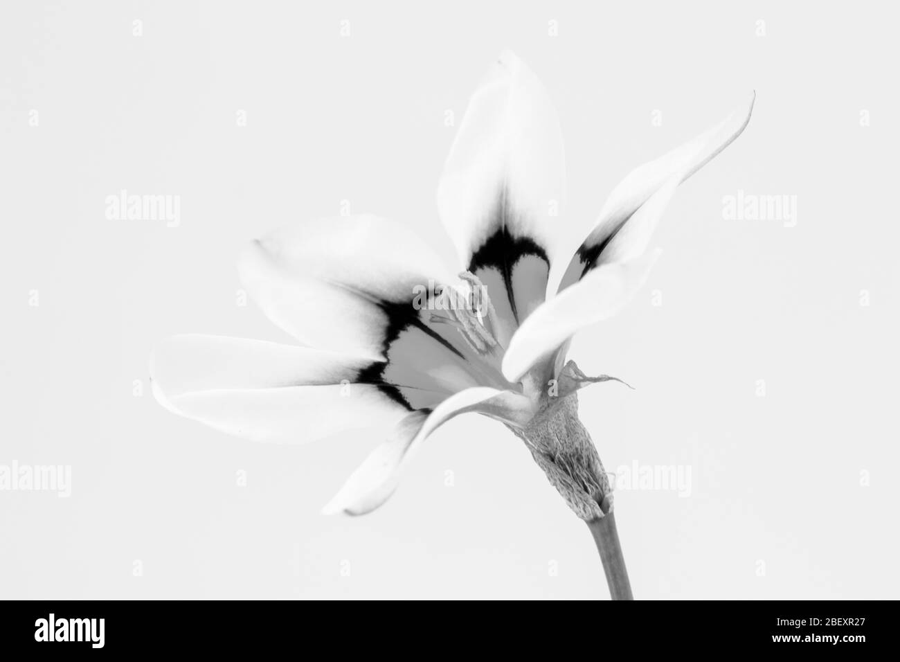 Sparaxis harlequin flower hi-res stock photography and images - Alamy