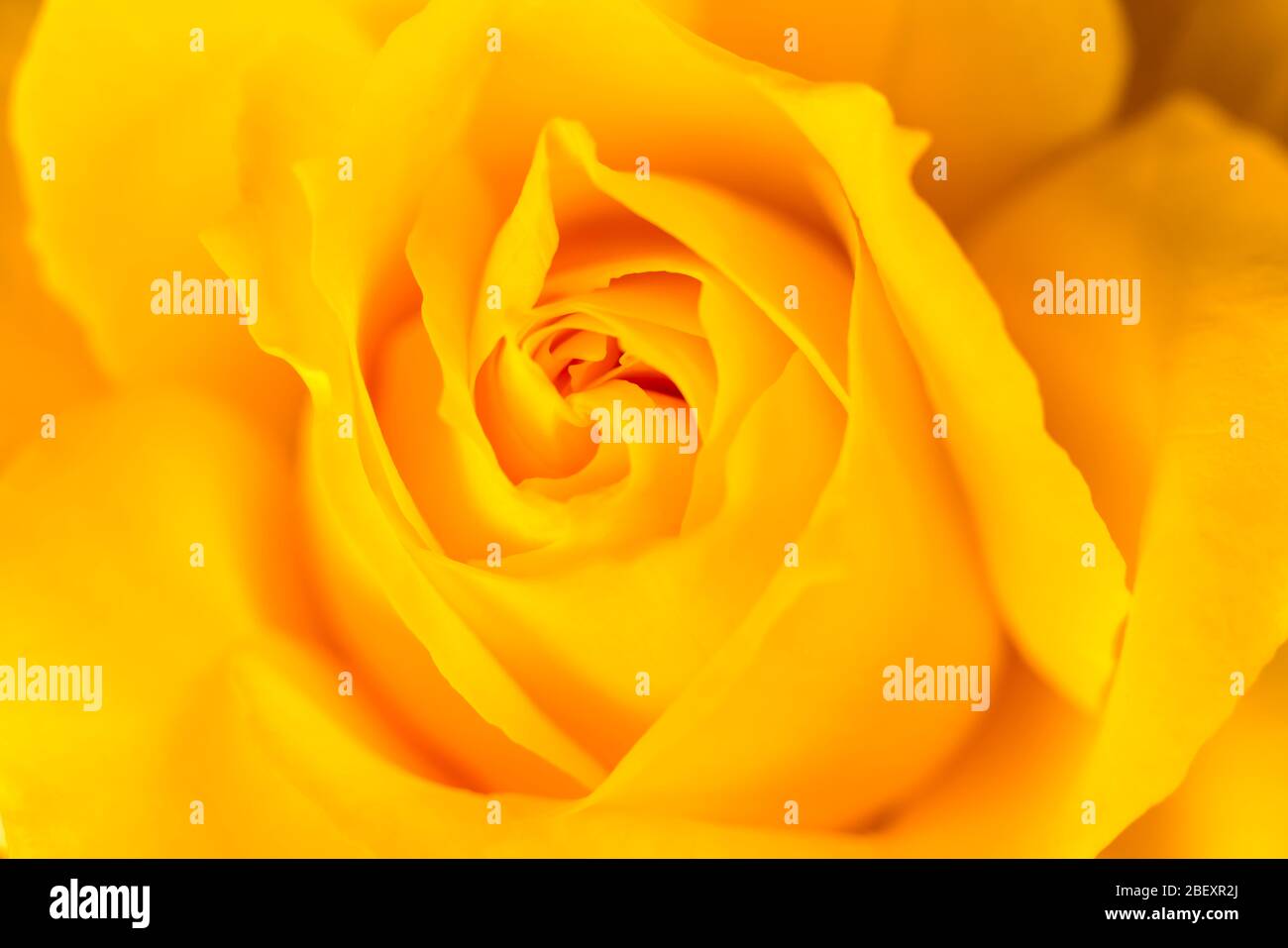 Detail of rose center hi-res stock photography and images - Alamy