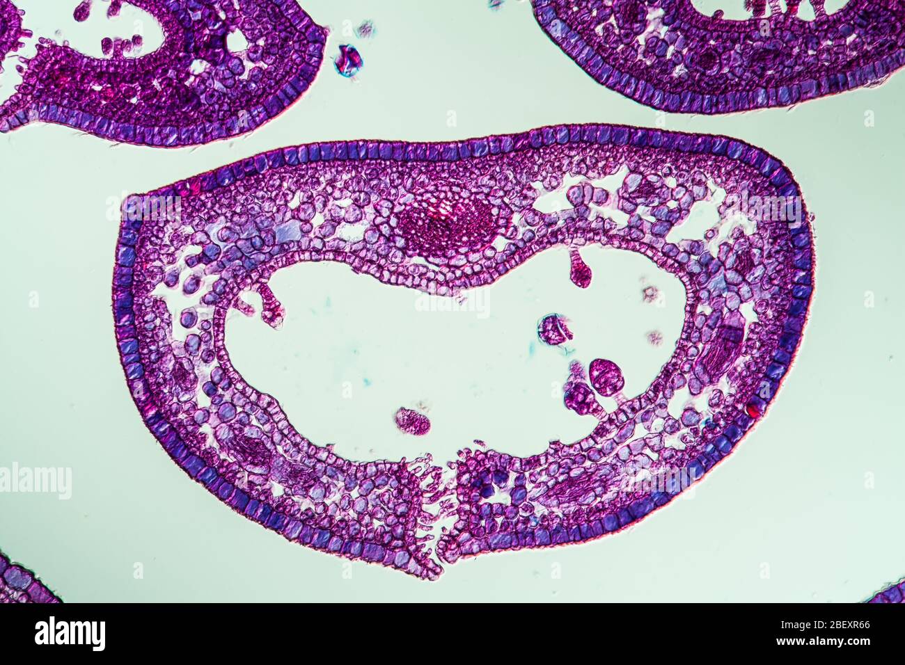 Microscope cross section cross sections hi-res stock photography and ...