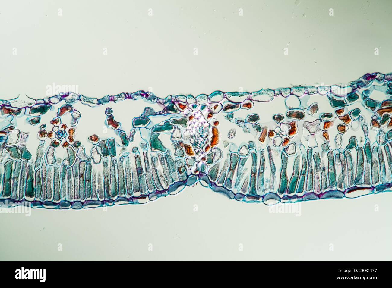 Rauschberry leaves across under the microscope, 100x Stock Photo - Alamy