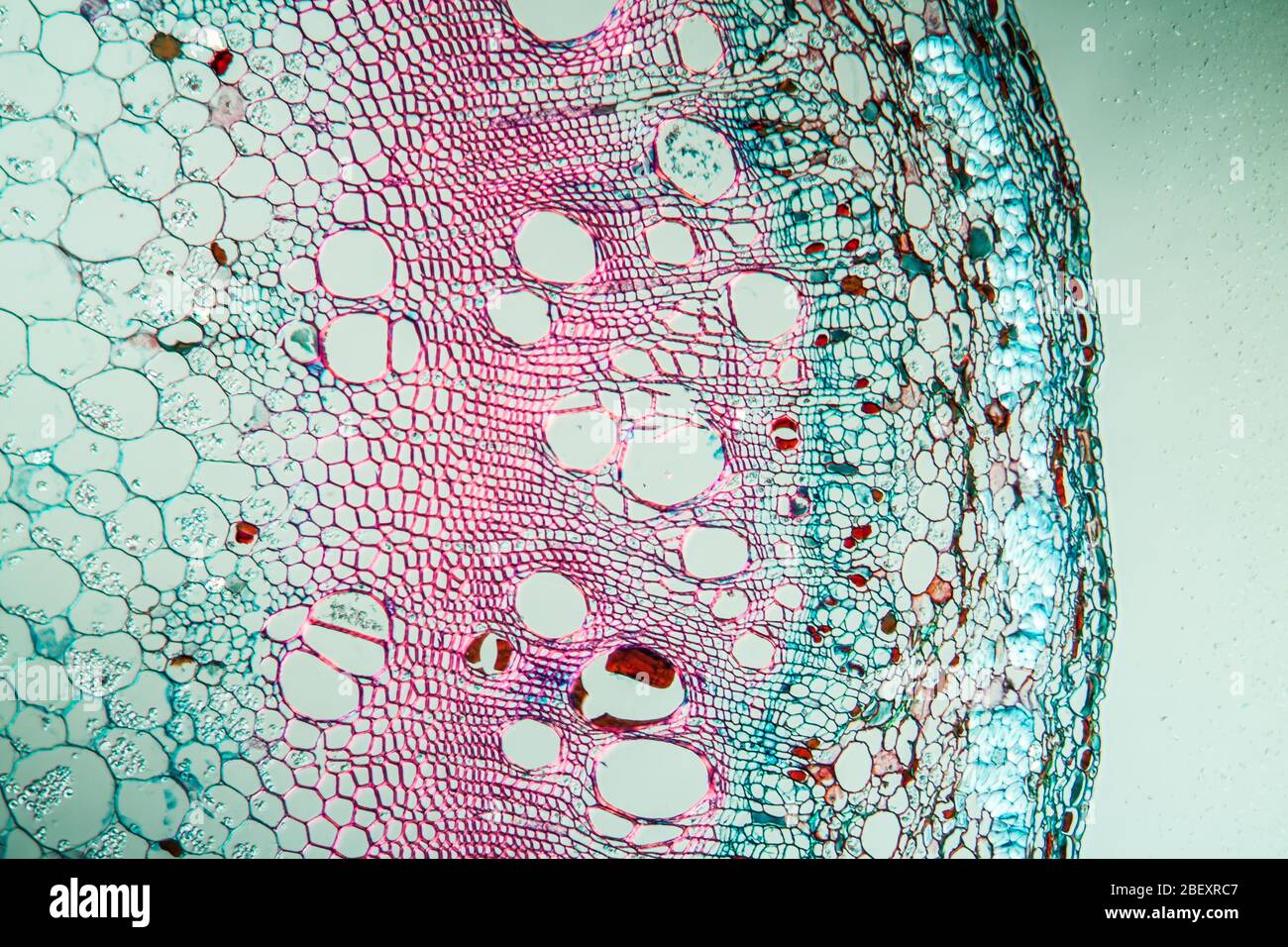 Hops branch across under the microscope, 100x Stock Photo - Alamy