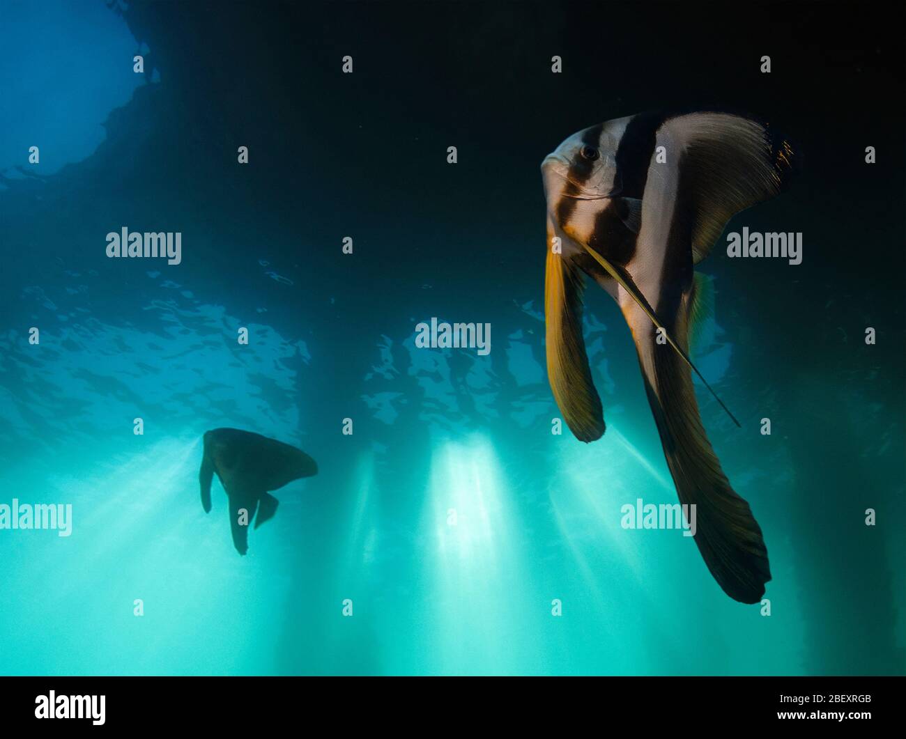 Pier Underwater Marine Structure High Resolution Stock Photography and ...